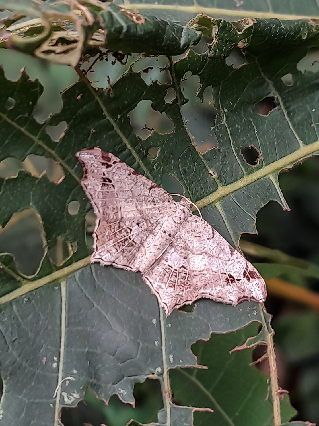 A SHORT NATURE WALK IN THE FOREST OF AAREY COLONY - Roaming With Roads