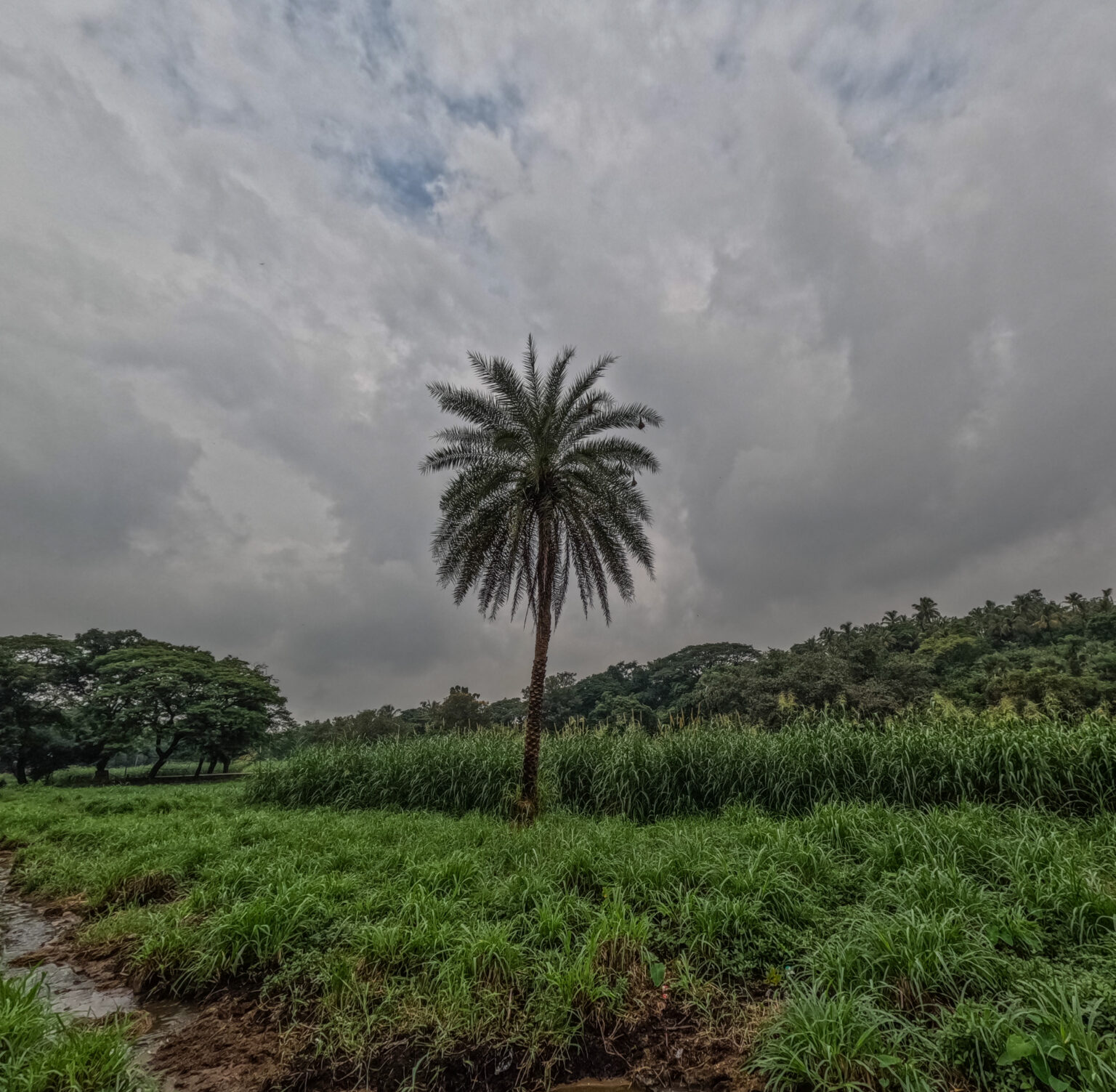 A SHORT NATURE WALK IN THE FOREST OF AAREY COLONY - Roaming With Roads