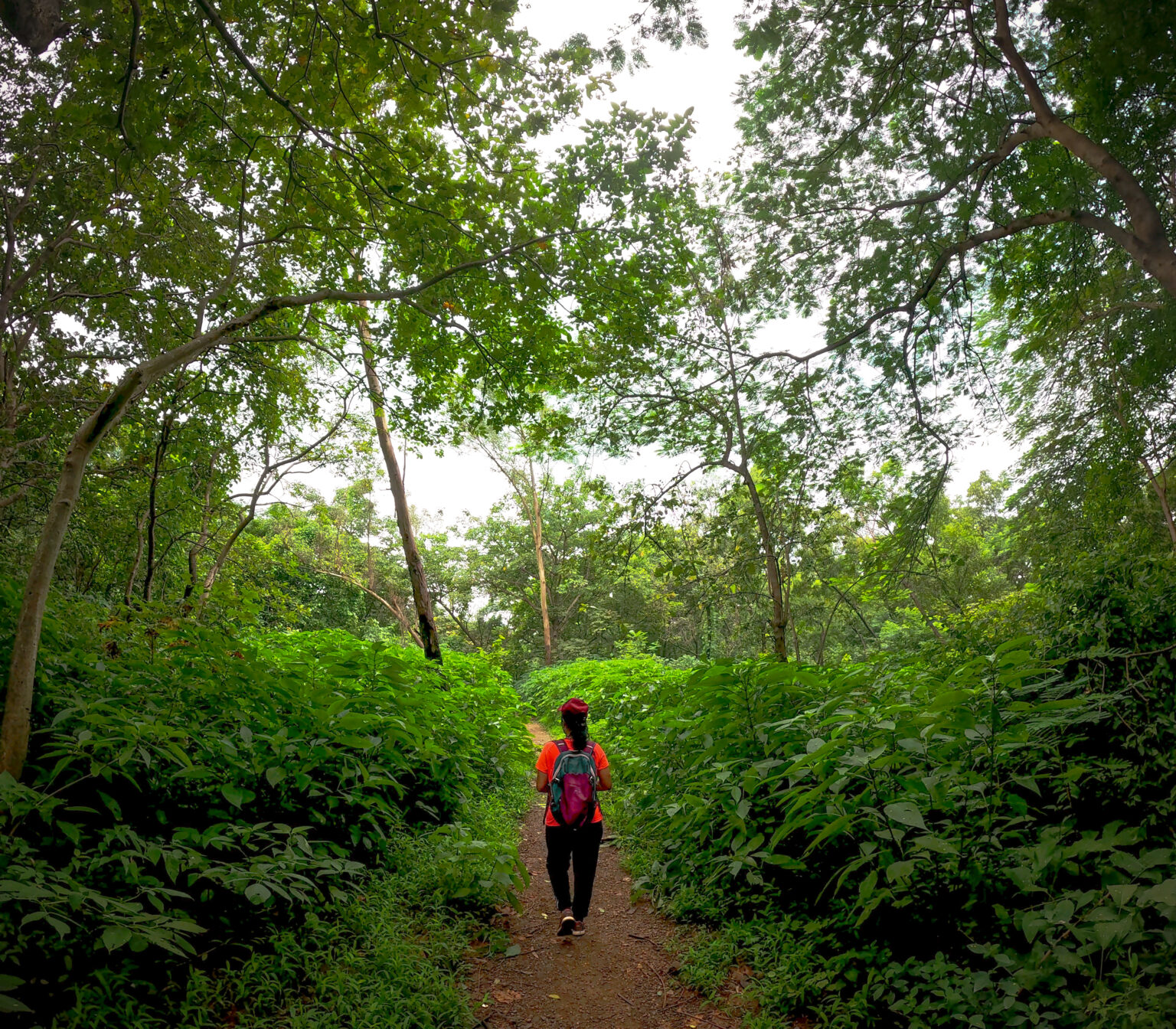 A SHORT NATURE WALK IN THE FOREST OF AAREY COLONY - Roaming With Roads